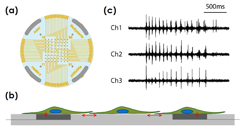 Evaluating Neuronal Synaptic And Network Function In Stem Cell Models Of Neural Development